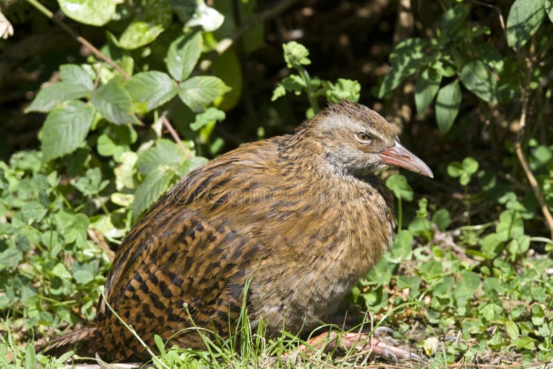 Weka stock image. Image of unique, inquisitive, wildlife - 10288417