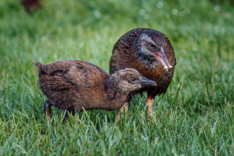 Weka Bird Feeding Its Baby. Close Up Capture Stock Image - Image of ...