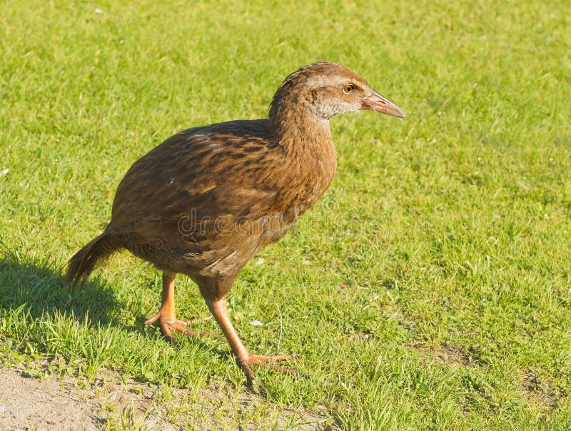 Weka stock photo. Image of birds, beak, plumage, feather - 38585376