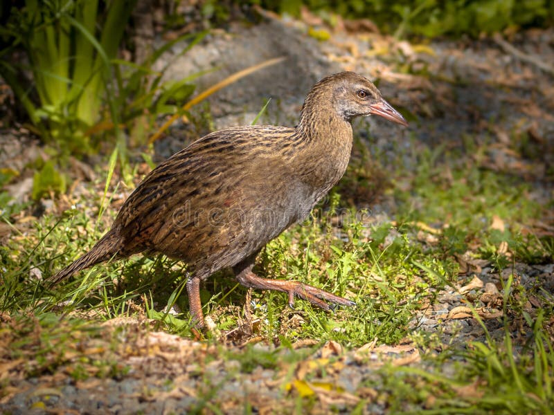 371 Weka Photos - Free & Royalty-Free Stock Photos from Dreamstime