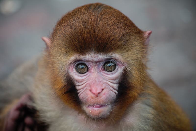 Der Kleine Affe Isst Eine Karotte Stockfoto - Bild von nahrung ...