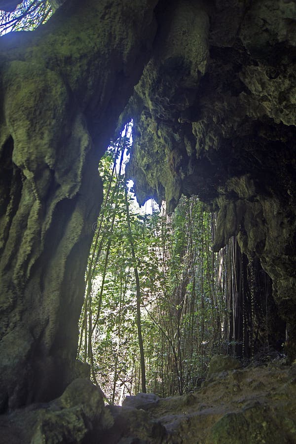 Welchman Hall Gully Park, Barbados Stock Image - Image of jungle ...