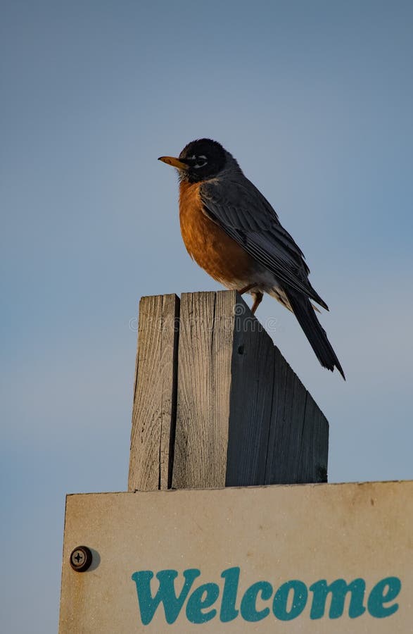 Welcome Back Robin Stock Photos - Free & Royalty-Free Stock Photos from ...