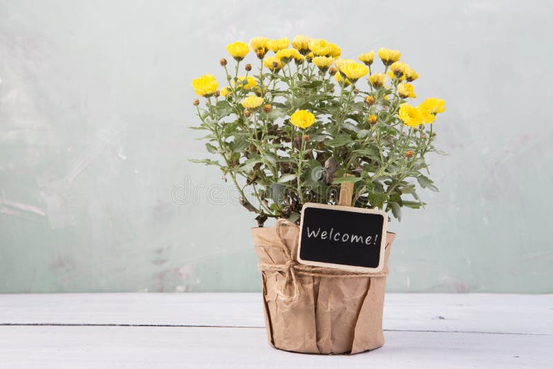 Welcome - Beautiful Flowers in Pot with Message Card Stock Image ...
