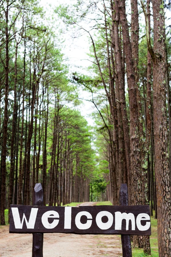 Welcome Sign in Pine Tree Forest. Stock Image - Image of green, path ...