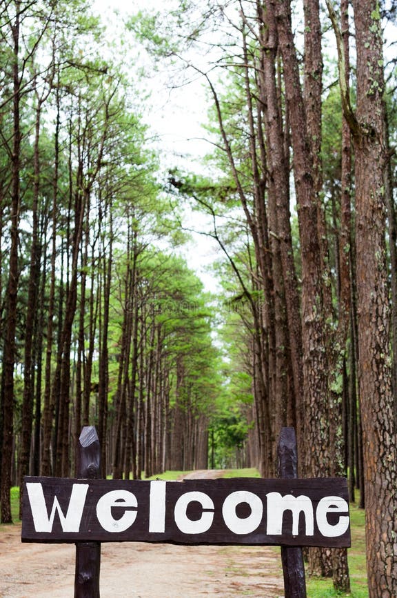 Welcome Sign in Pine Tree Forest. Stock Image - Image of green, path ...