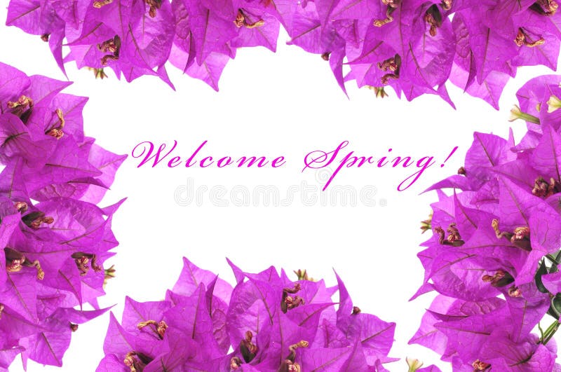 Welcome spring stock image. Image of message, chrysanthemums - 36562265