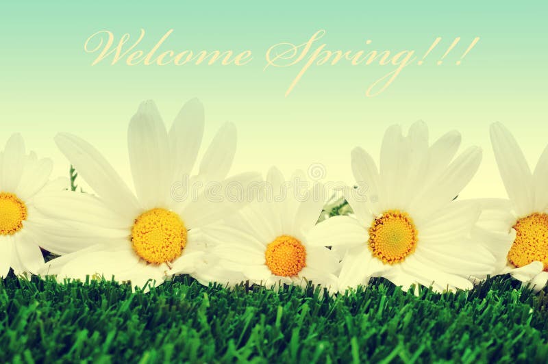 Welcome spring stock image. Image of message, chrysanthemums - 36562265