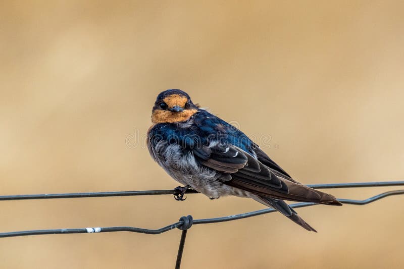 Welcome Swallow in Victoria Australia Stock Image - Image of ...