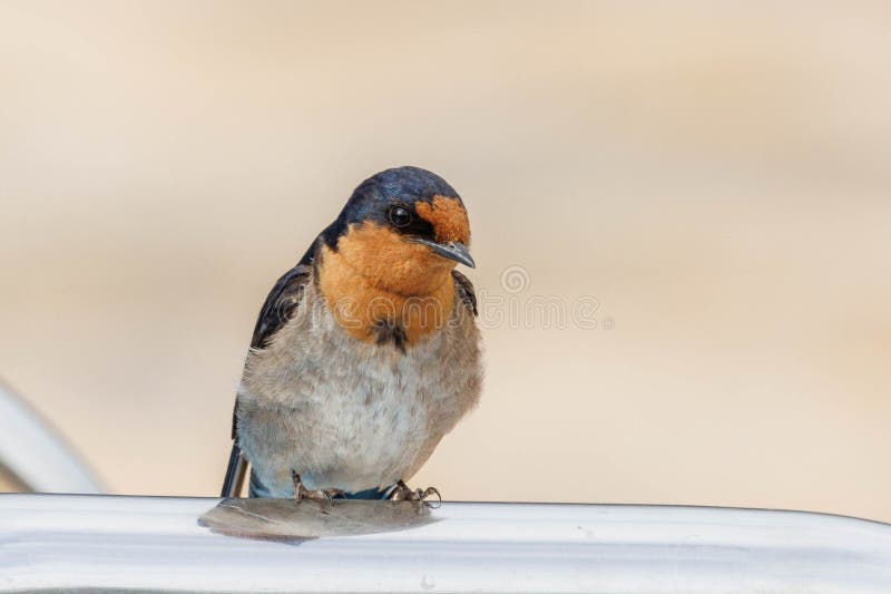 Welcome Swallow in Western Australia Stock Photo - Image of aves ...