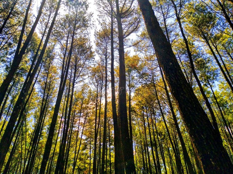 Welcome to the forest tree stock image. Image of sunli - 242728863