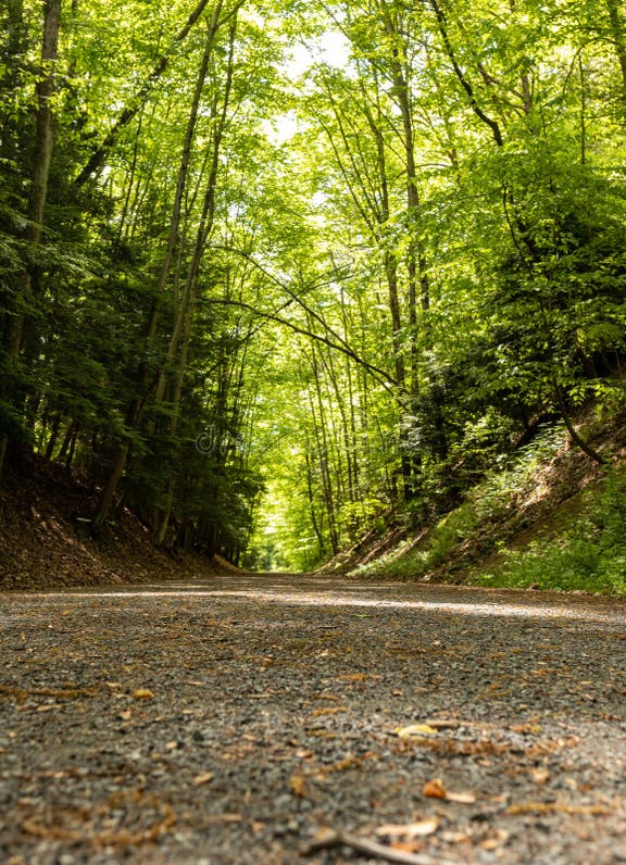 A Welcoming Path To Nowhere Stock Photo - Image of plant, deciduous ...