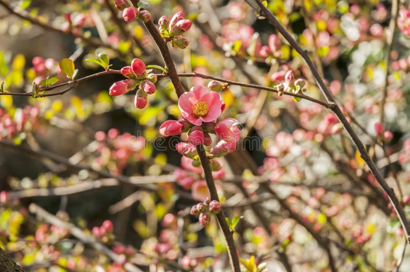 Welcoming Spring stock photo. Image of awake, growth - 39406922