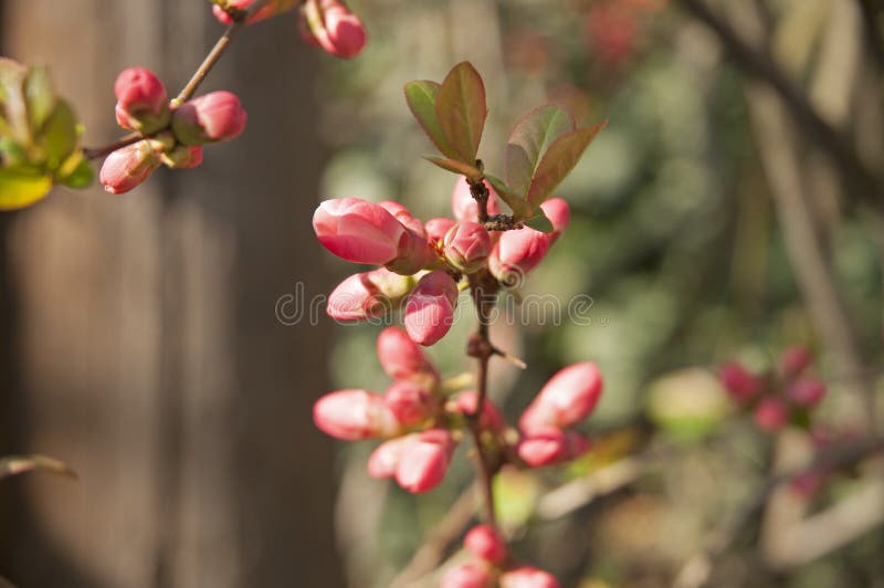 Welcoming Spring stock image. Image of green, natural - 39407013