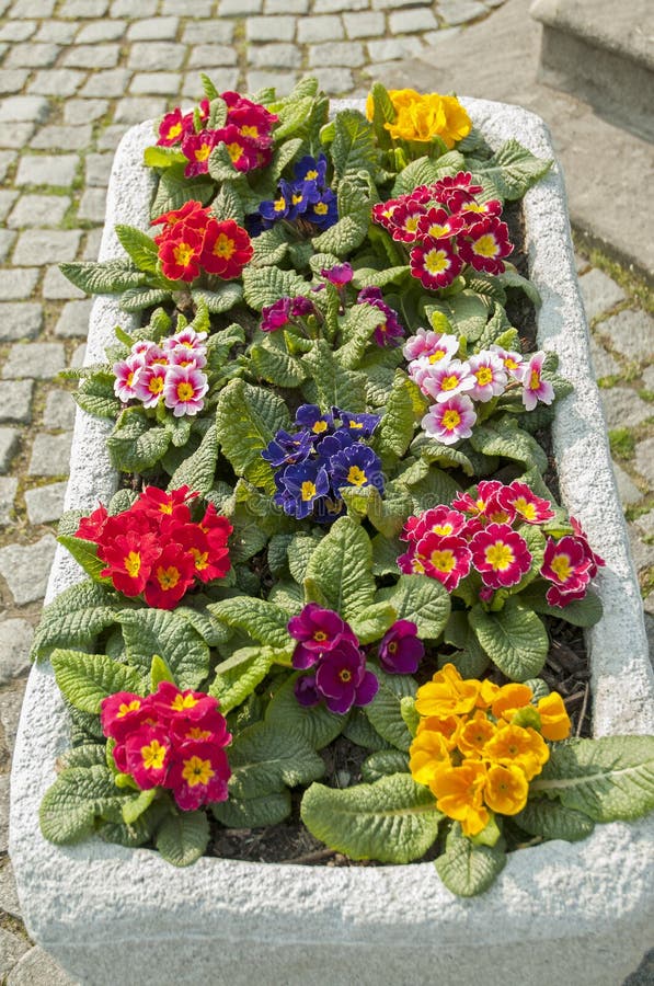 Welcoming Spring stock image. Image of blossom, flowerpot - 39406875