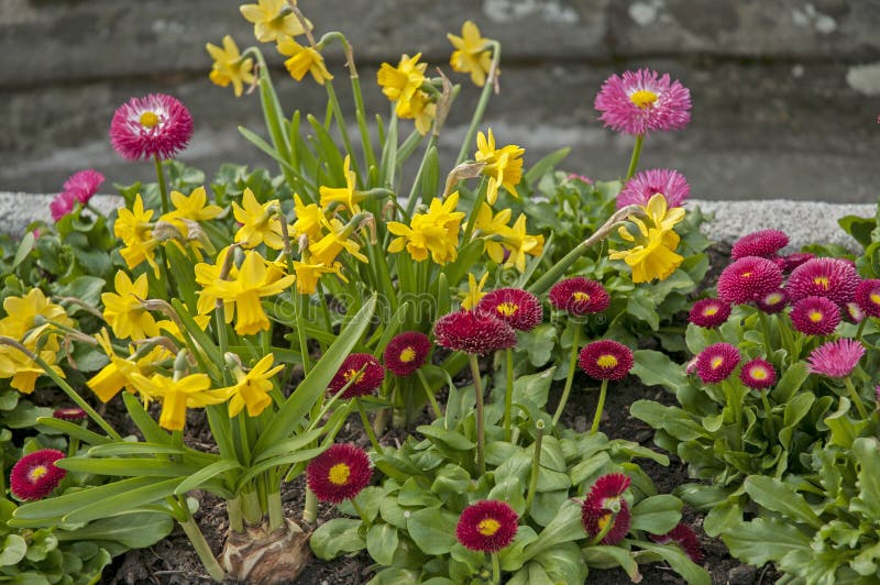 Welcoming Spring stock image. Image of bloom, plant, flower - 39407125