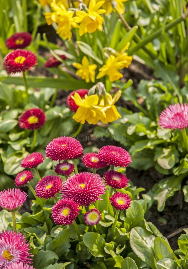 Welcoming Spring stock image. Image of flora, nature - 39407143