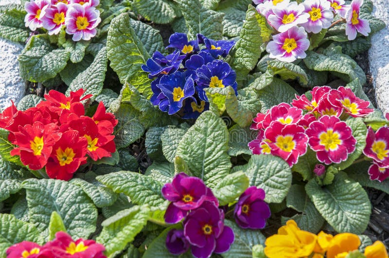 Welcoming Spring stock image. Image of natural, decorative - 39407149