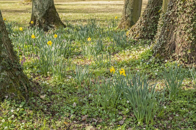 Welcoming Spring stock photo. Image of seasonal, botany - 39406906