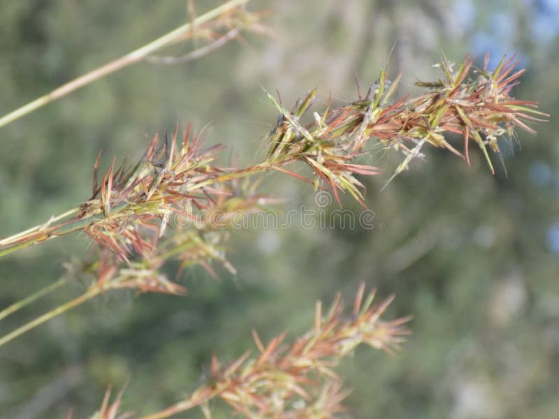 Weld and Weld Herbals Plants Stock Photo - Image of weld, jangal: 234719850