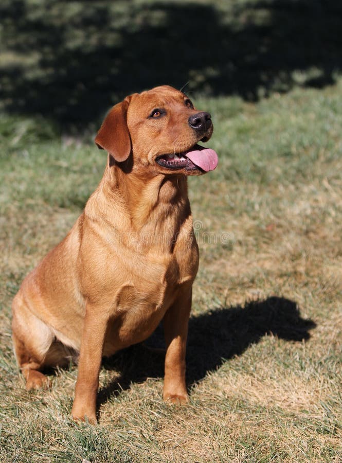 A Well Behaved Labrador Retriever. Stock Image - Image of teeth ...