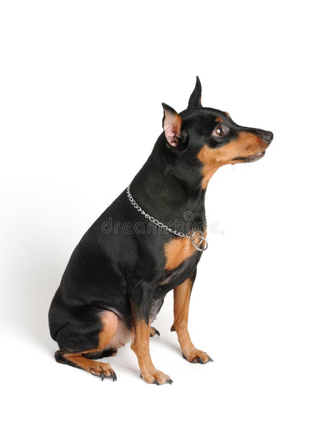 Well-bred Miniature Pinscher Stock Image - Image of hard, mammal: 29846499