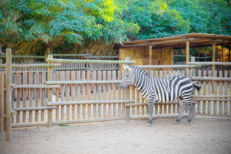 Well Cared Zebra Inside the Fence of a Farm Stock Photo - Image of farm ...