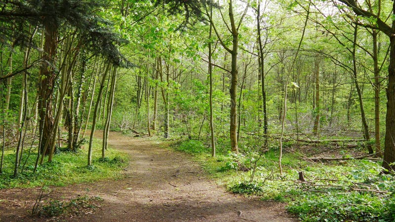 Peaceful Forest Path in Parc De Vincennes with Lush Greenery and Fallen ...