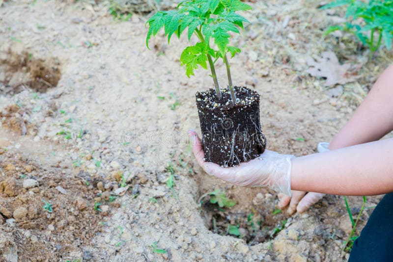 Well Developed Root System is Essential for Planting Tomatoes. Stock ...