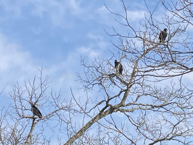Well Distributed Branches, Beautiful with Large Black Birds Perched. in ...