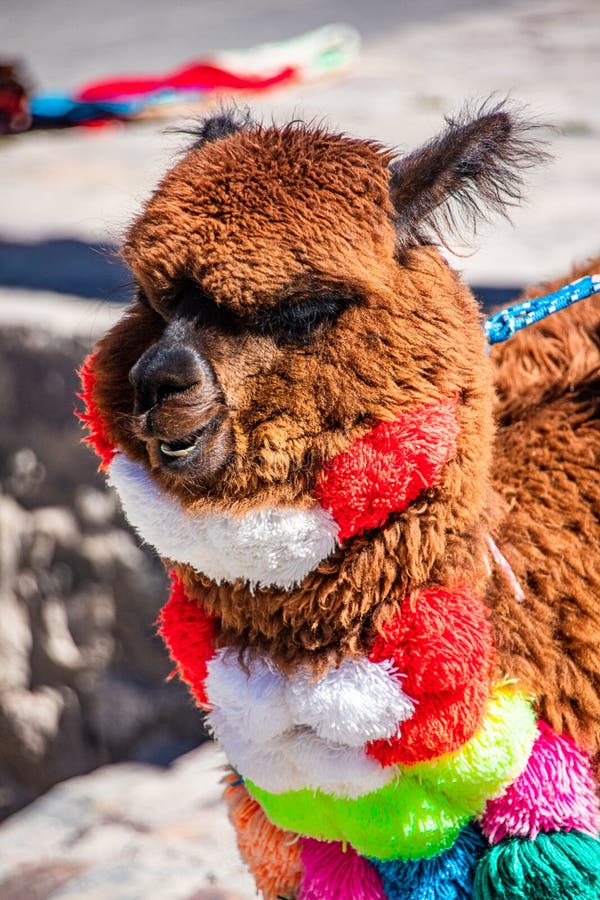 Well dressed alpaca stock photo. Image of llama, mammal - 263040112