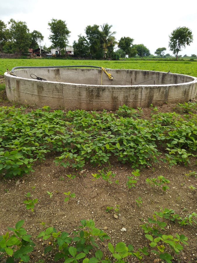 Well in farm of Bean. stock image. Image of flower, grass - 190174539