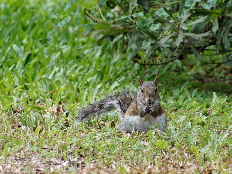 Well Fed Squirrel Eating in Grass Stock Image - Image of green, brown ...