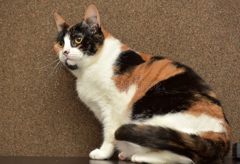 Well-fed three-colored cat stock photo. Image of country - 114274386