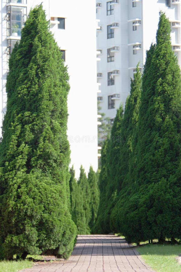 Well Green Conical Thuja Coniferous Trees in Garden Stock Image - Image ...