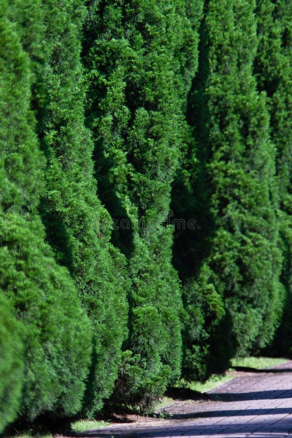 Well Green Conical Thuja Coniferous Trees in Garden Stock Photo - Image ...