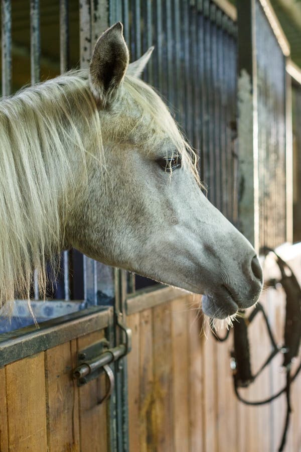 Well-groomed Horse in Stall at Stable Stock Photo - Image of feed ...