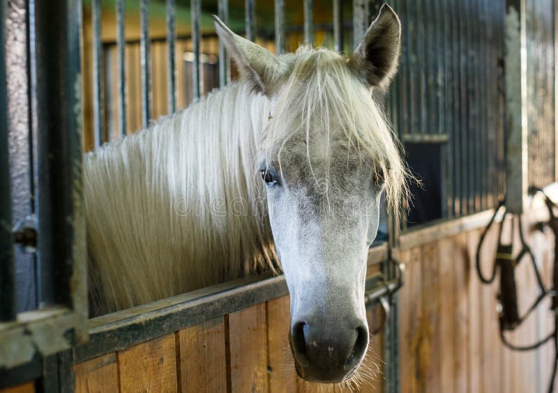 Well-groomed Horse in Stall at Stable Stock Photo - Image of hard ...