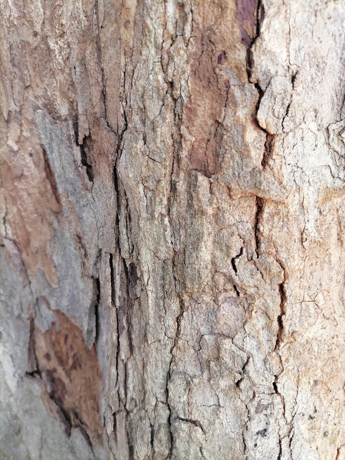 A Well-grown Neem Tree Kohomba Stock Photo - Image of outer, covering ...