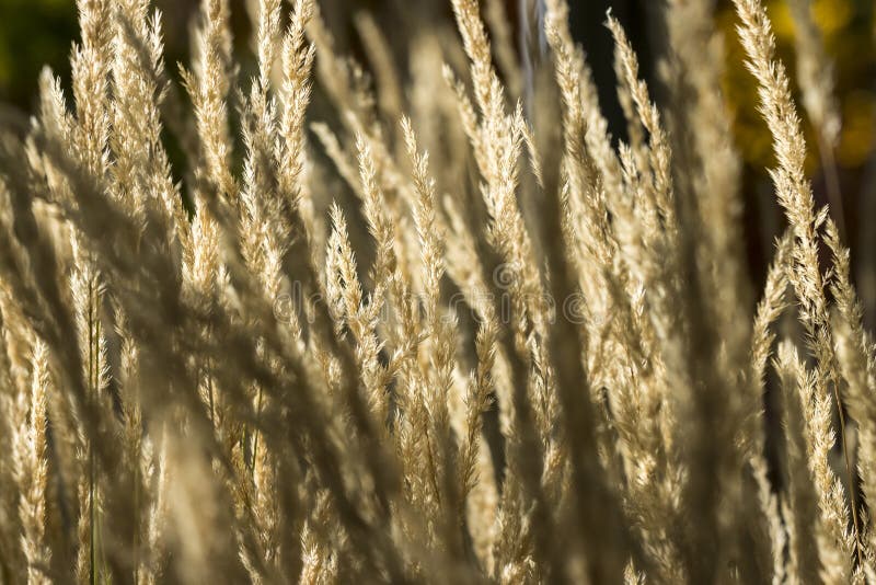 Well Lit Dried Tall Grasses in Sun and Shadow Stock Image - Image of ...