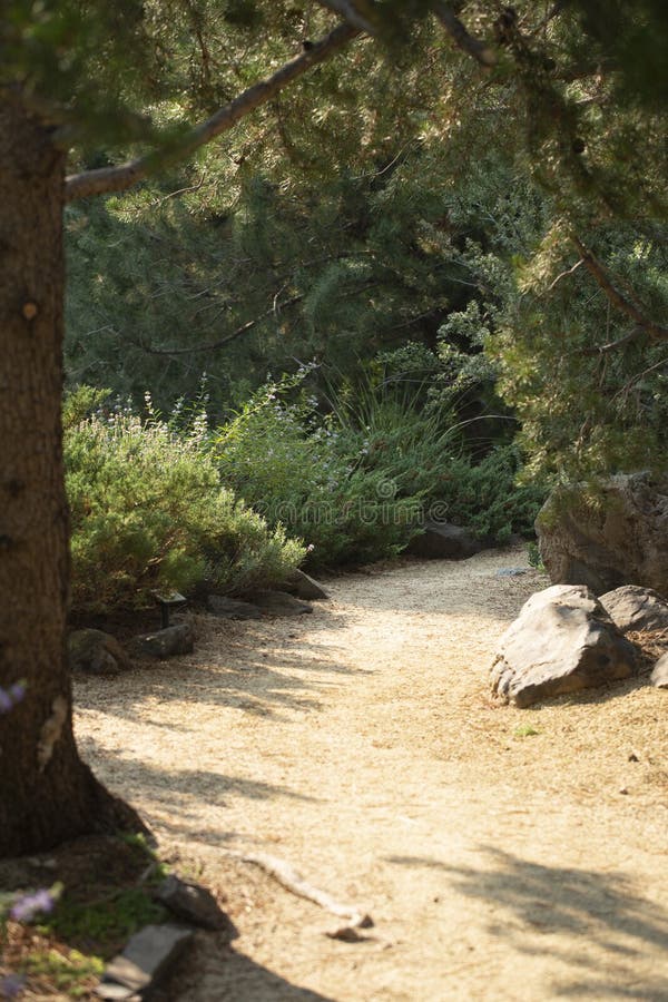 Well Lit Path through a Bright Forest with Rocks and Bushes Stock Image ...
