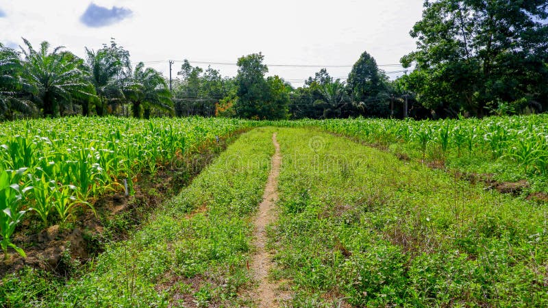 Tended Cornfield Stock Photos - Free & Royalty-Free Stock Photos from ...