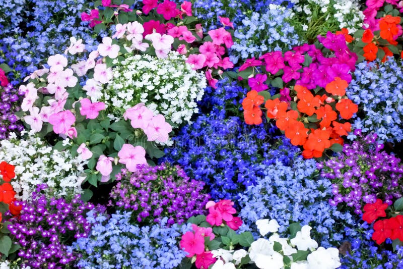 Well Maintained Flowerbed Flowers Stock Image - Image of outdoor, cute ...