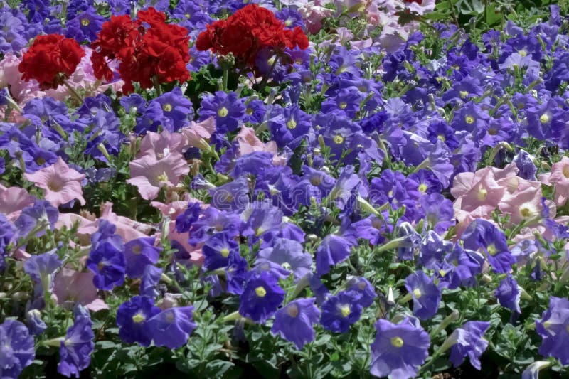 Well Maintained Flowerbed Flowers Stock Photo - Image of office, full ...