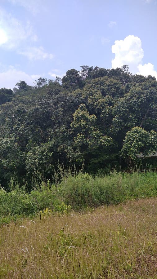 Well-maintained Forests Produce Plants Stock Image - Image of beautiful ...