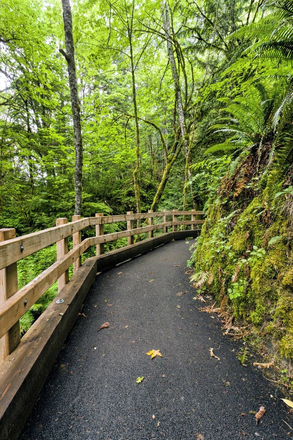 Well Maintained Path in Forest. Stock Photo - Image of green, foliage ...