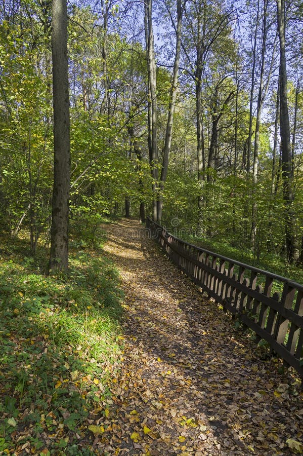 A Well-maintained Path in the Forest Park Stock Photo - Image of ...