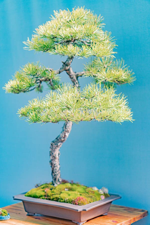 A Well-maintained Pine Bonsai Tree in a Rectangular Pot, Showcased ...