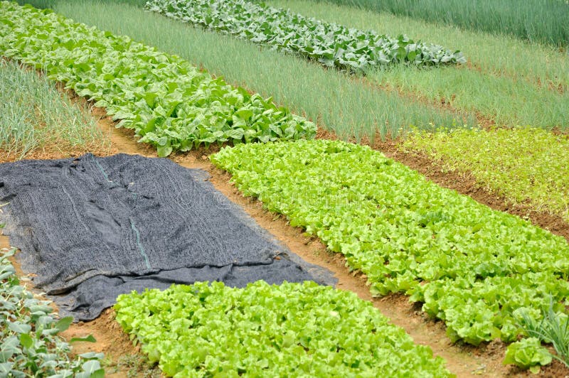 Well Maintenanced Vegetable Field Stock Image - Image of vegetable ...