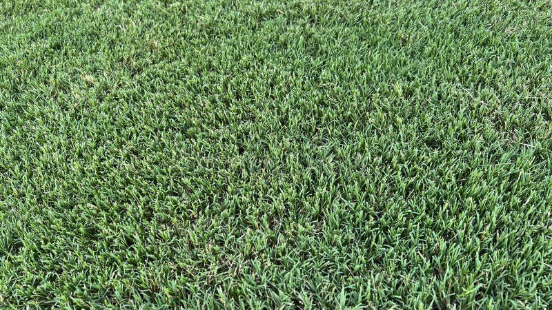 Well Manicured Deep Green Bermudagrass Turf in the Lawn. Stock Image ...